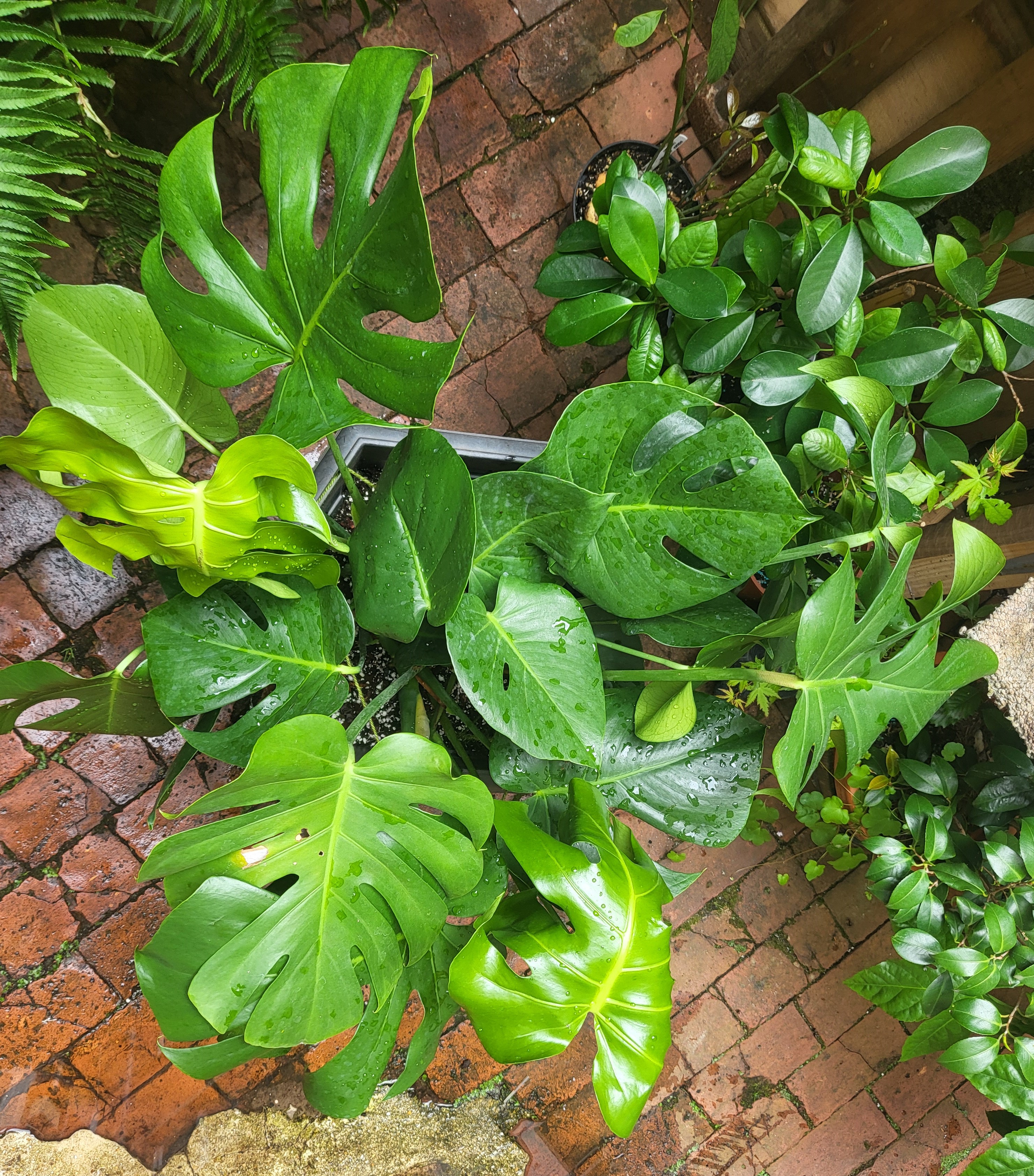 Green Monstera Deliciosa: The Masterpiece of my Collection – Green Monstera