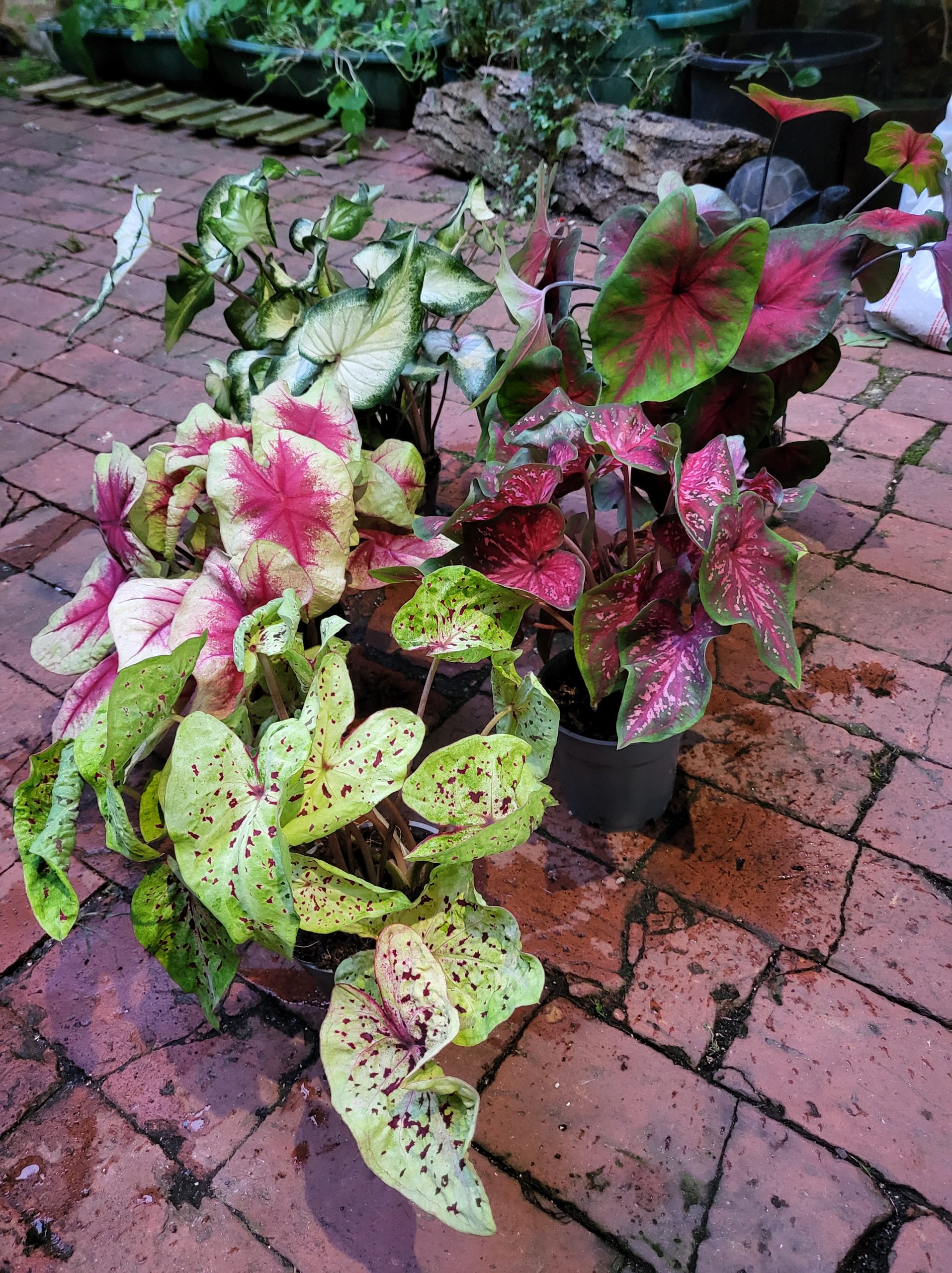 Caladium: A symphony of colour and a lil’ care guide - Green Monstera
